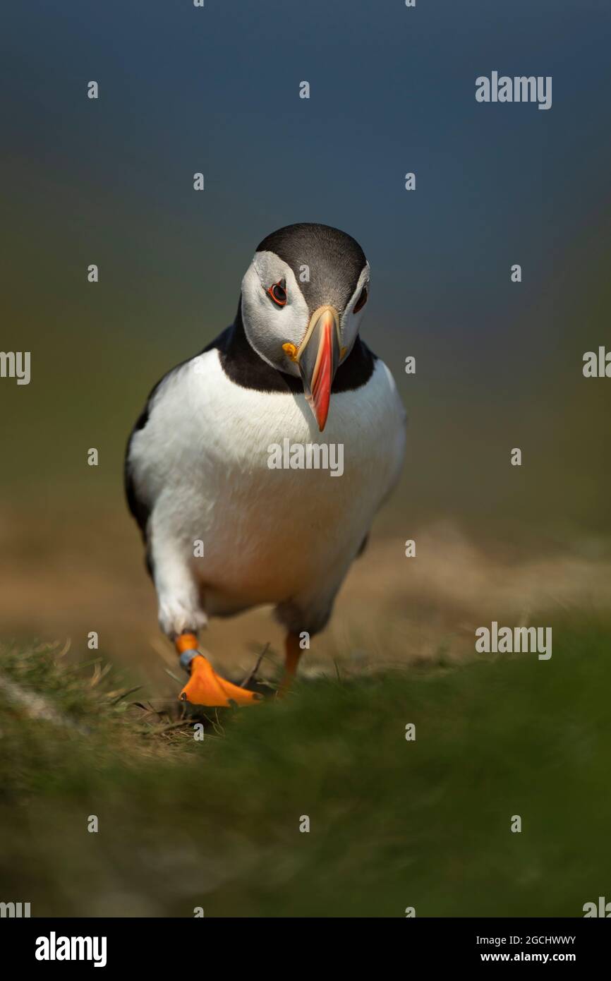 Puffin (Fratercula arctica) walking Stock Photo - Alamy