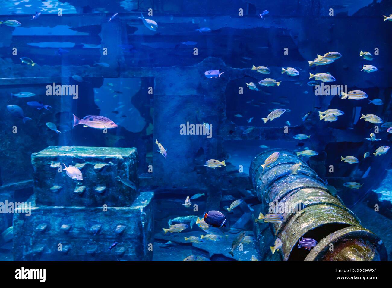 underwater world. A sunken ship on the bottom, exotic bright fish ...