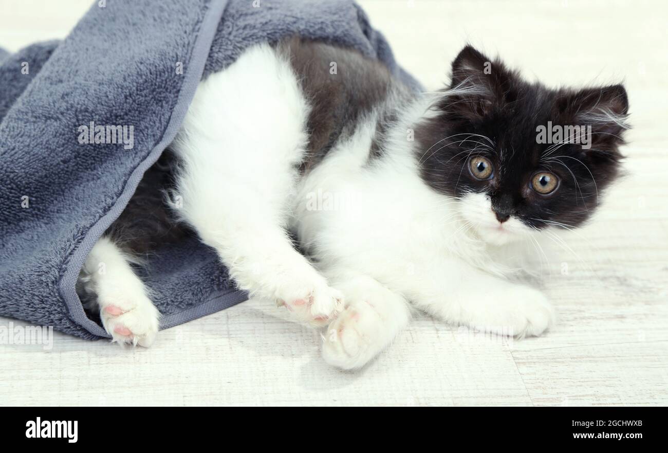 Little cute kitten with towel on floor Stock Photo - Alamy