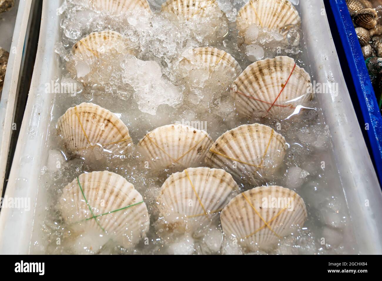 live white scallop clams, in a plastic box in ice water, are sold near ...