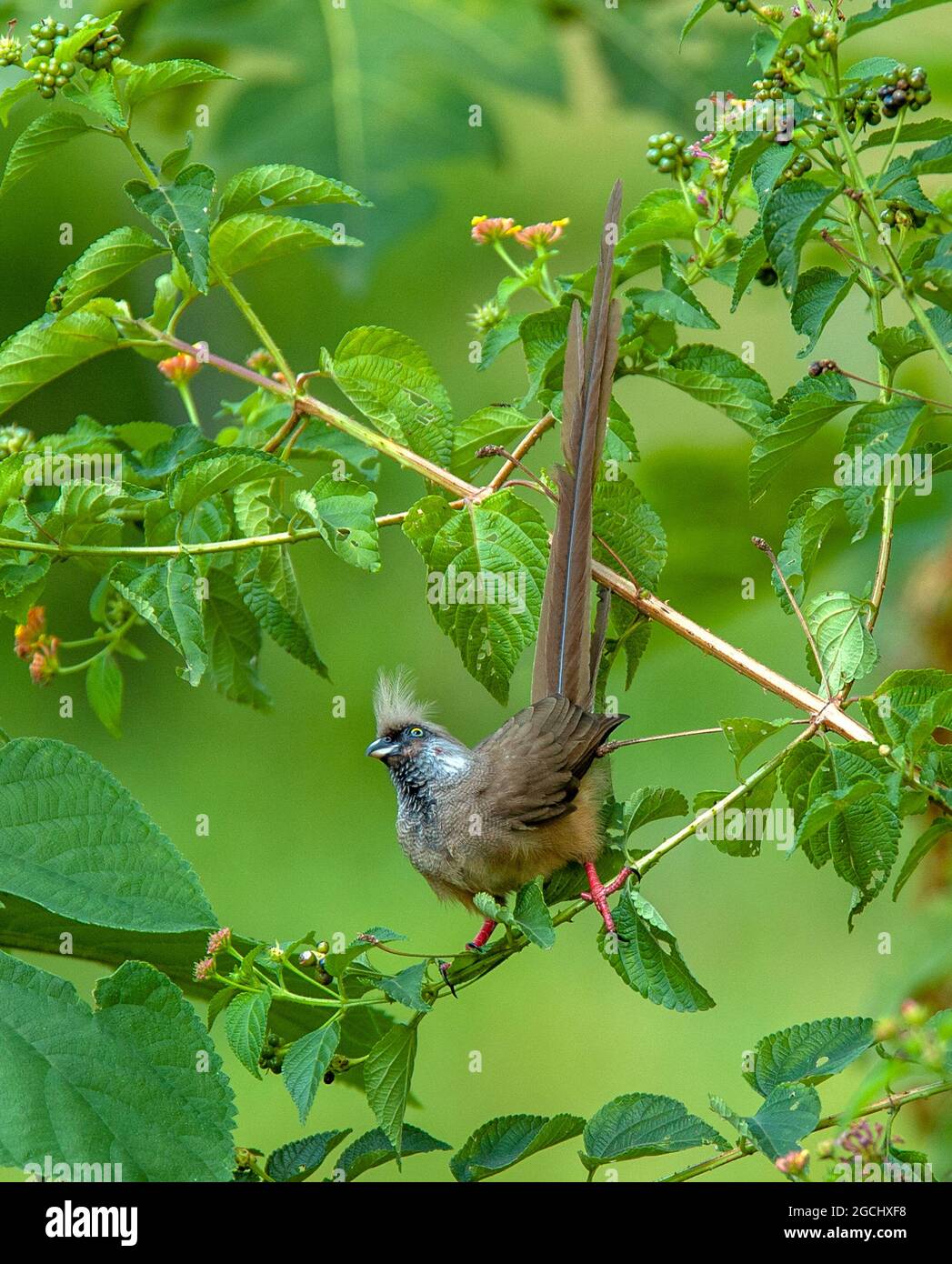 Red backed mousebird hi-res stock photography and images - Alamy