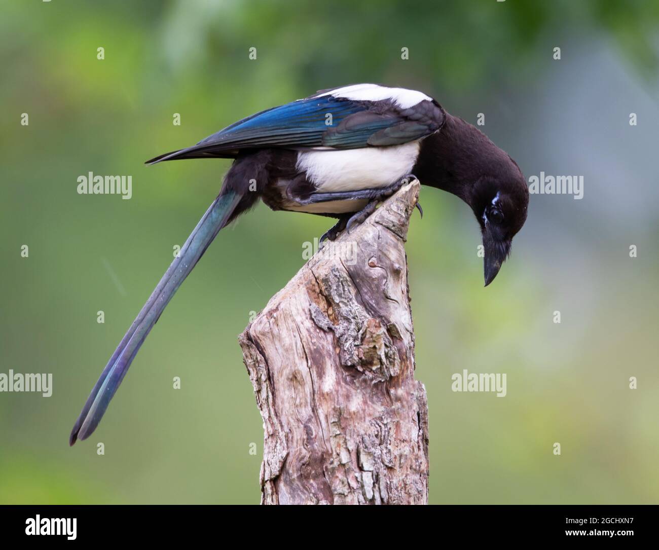 Juvenile magpie hi-res stock photography and images - Alamy