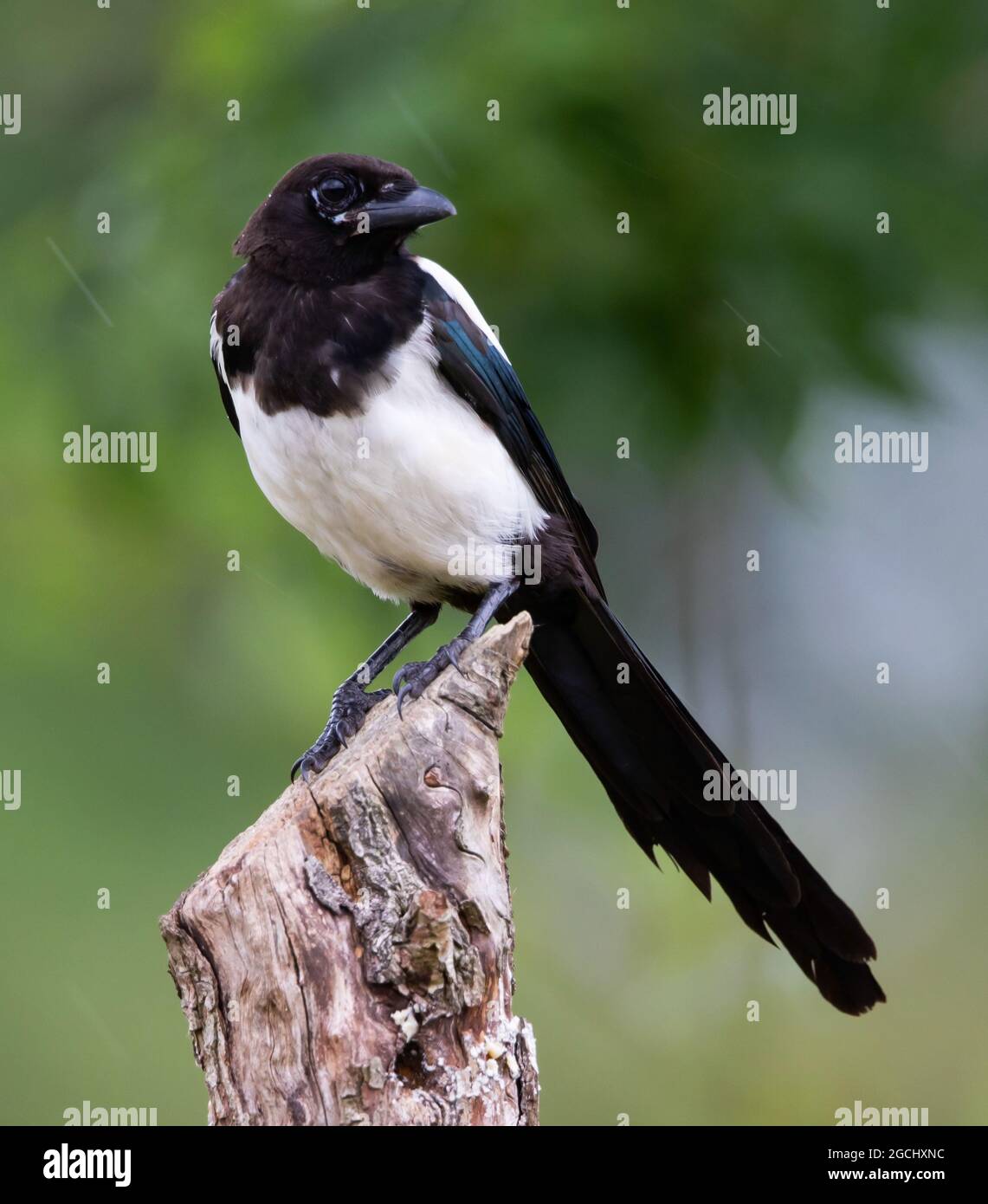 Juvenile magpie hi-res stock photography and images - Alamy