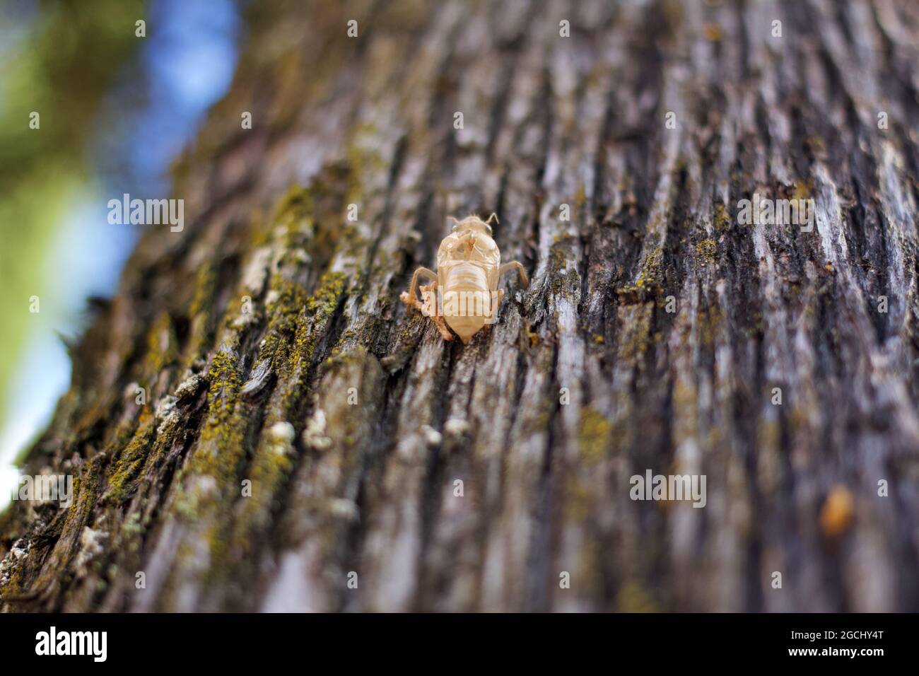 Tree and body conceptual hi-res stock photography and images - Alamy