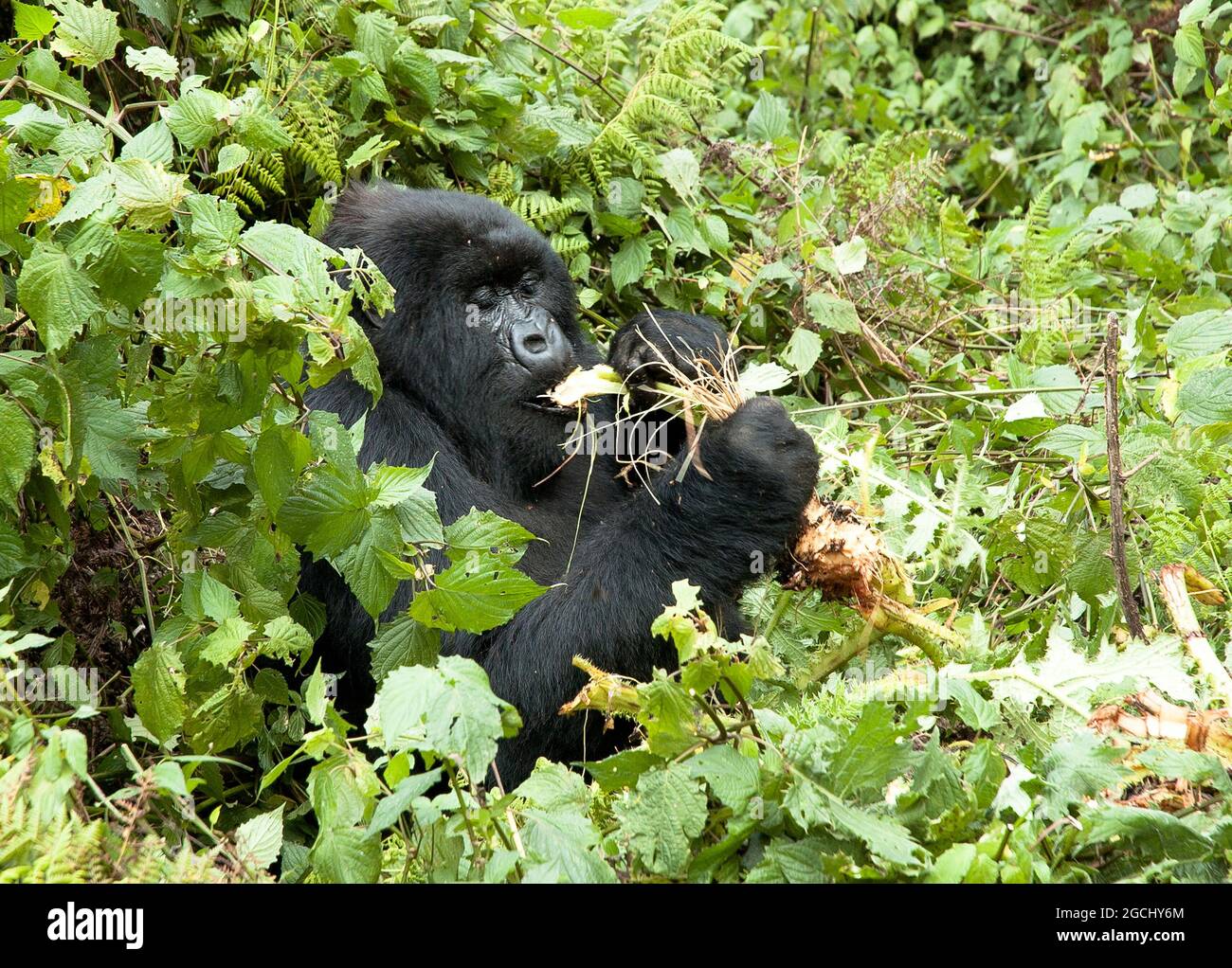 Mountain Gorilla (Gorilla beringei) eating roots in Virunga NP, Rwanda ...