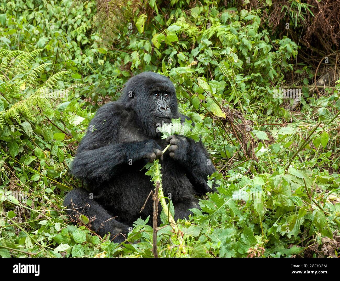 Mountain Gorilla (Gorilla beringei) eating roots in Virunga NP, Rwanda ...