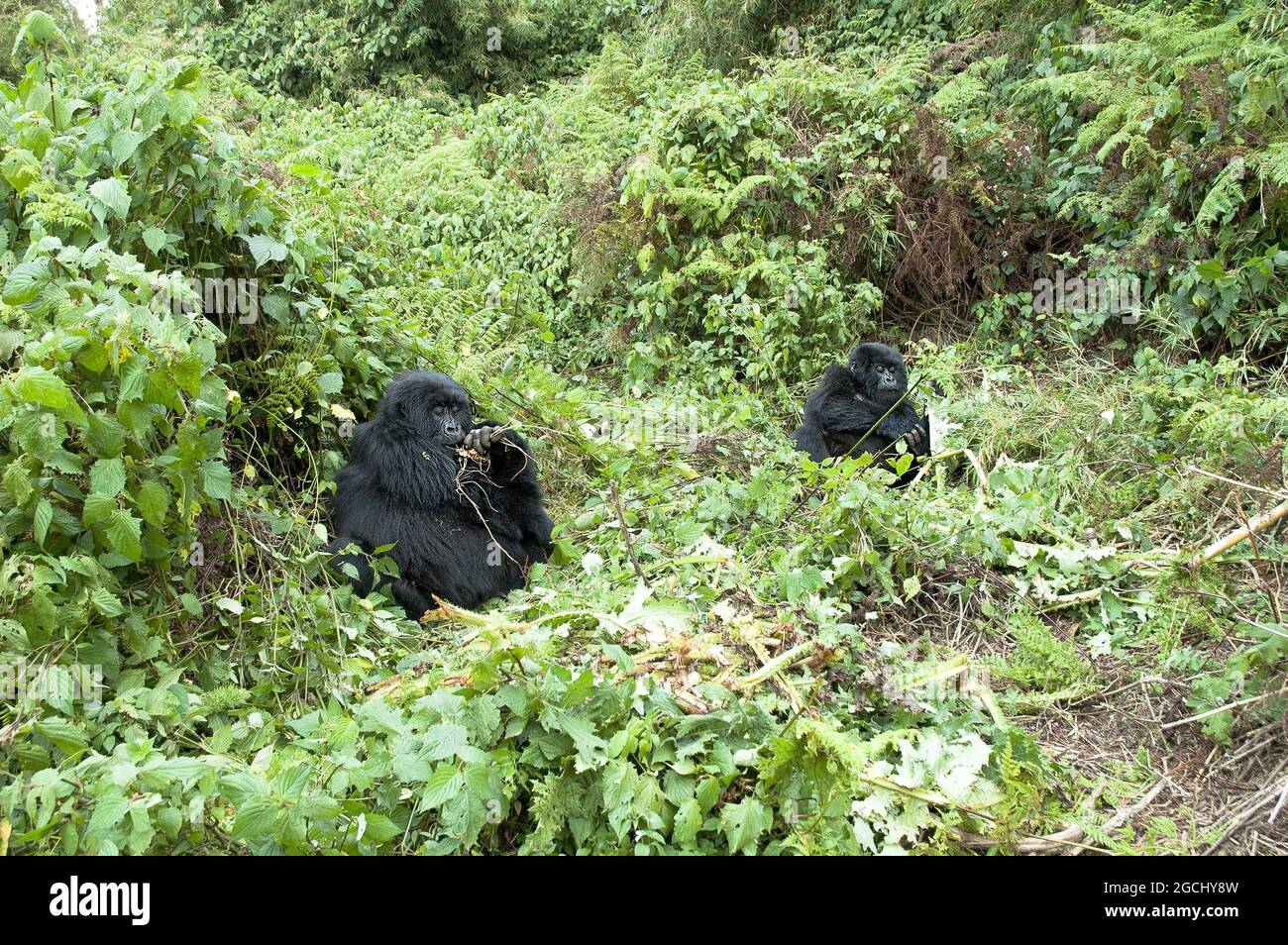 Mountain Gorilla (Gorilla beringei) eating roots in Virunga NP, Rwanda ...