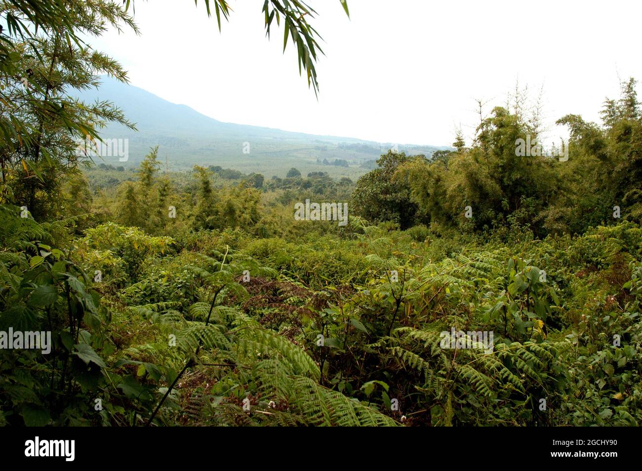 Virunga np hi-res stock photography and images - Alamy