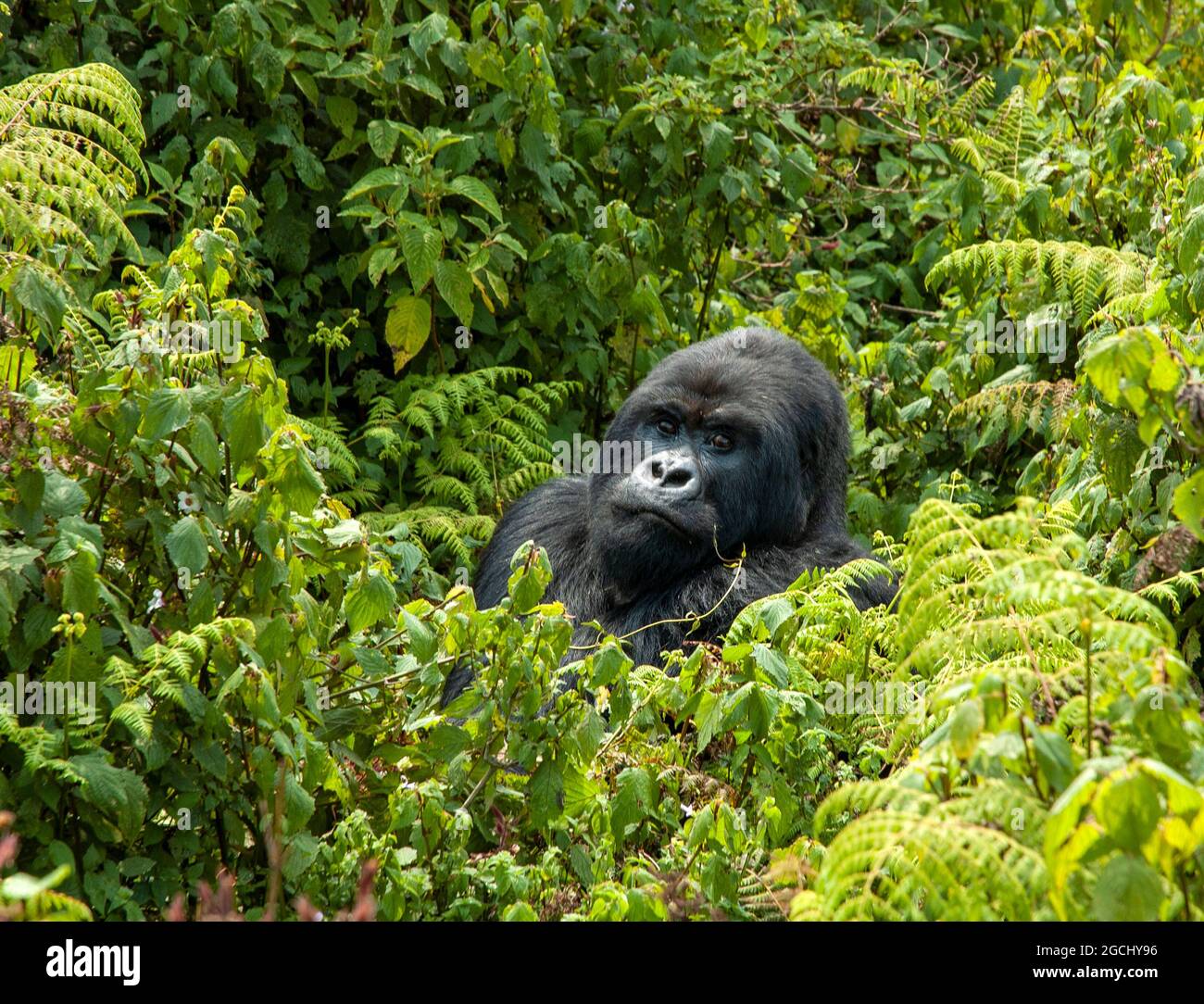 Mountain Gorilla (Gorilla beringei) male in Virunga NP, Rwanda Stock ...