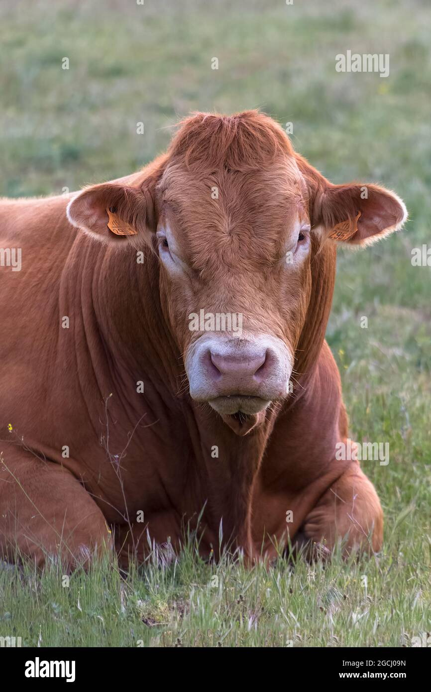 Detailed view of cow lying in pasture, beef cattle, spanish farmland ...