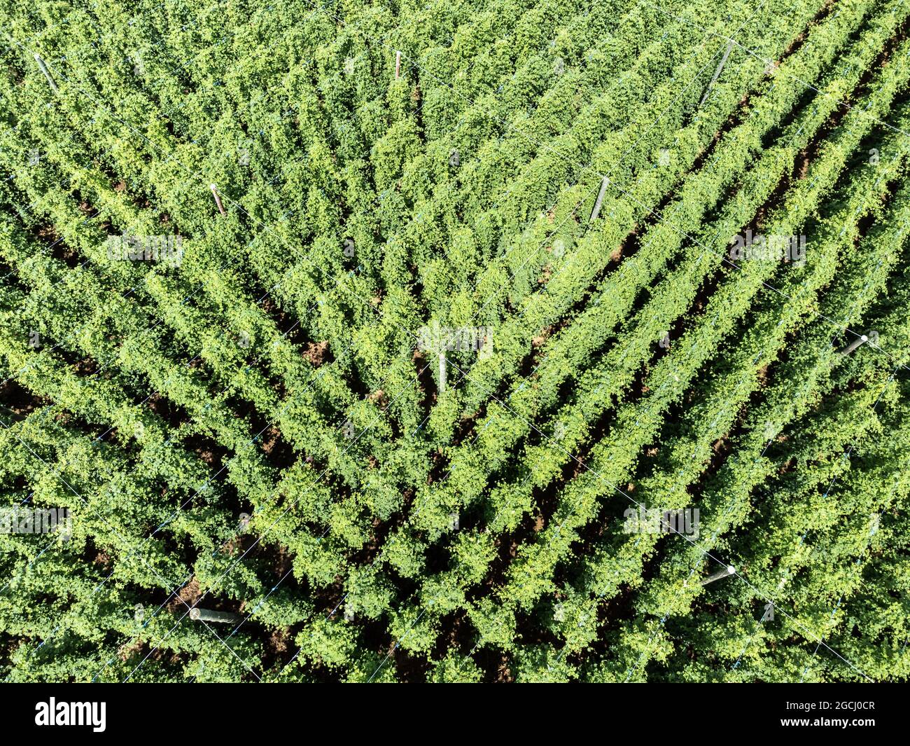 Hop plantation in top view Stock Photo - Alamy