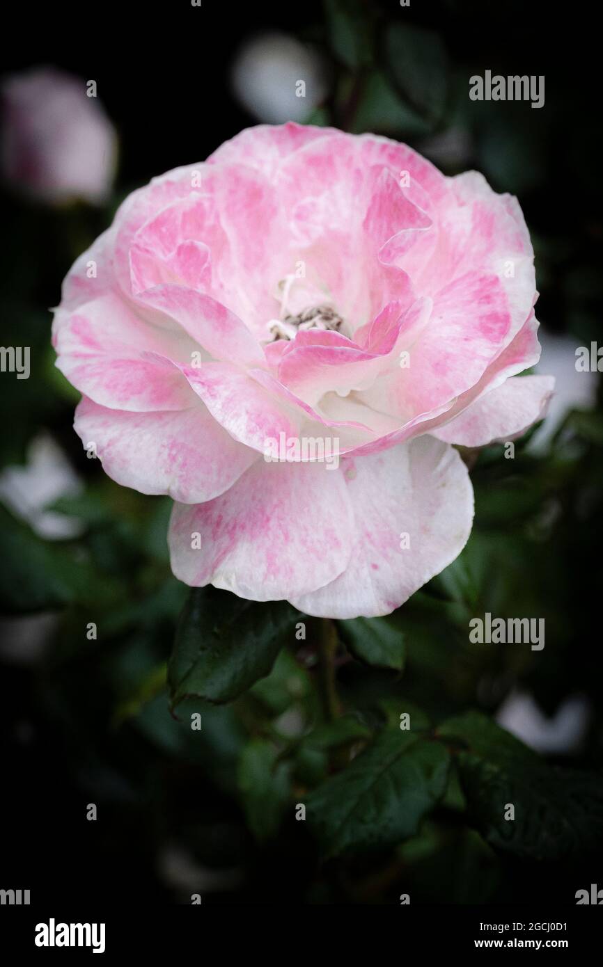 English Miss Rose Stock Photo - Alamy