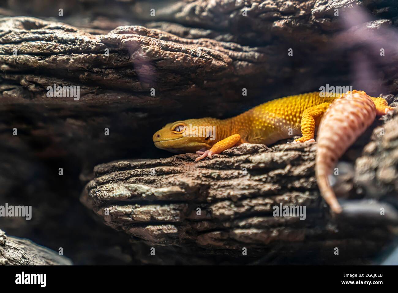 Leopard Gecko In The Desert