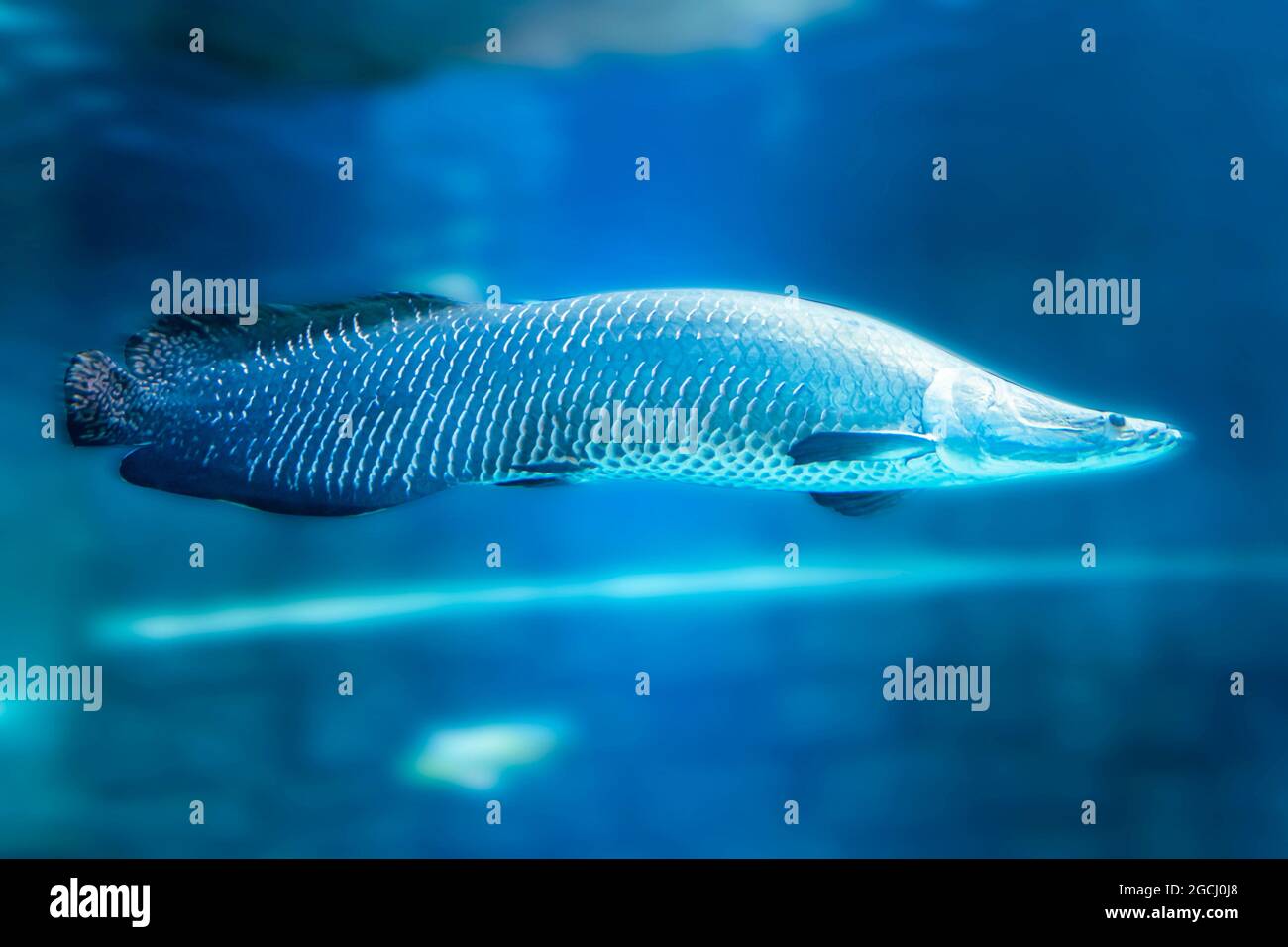 Arapaima gigas, also known as pirarucu, is a species of arapaima native ...
