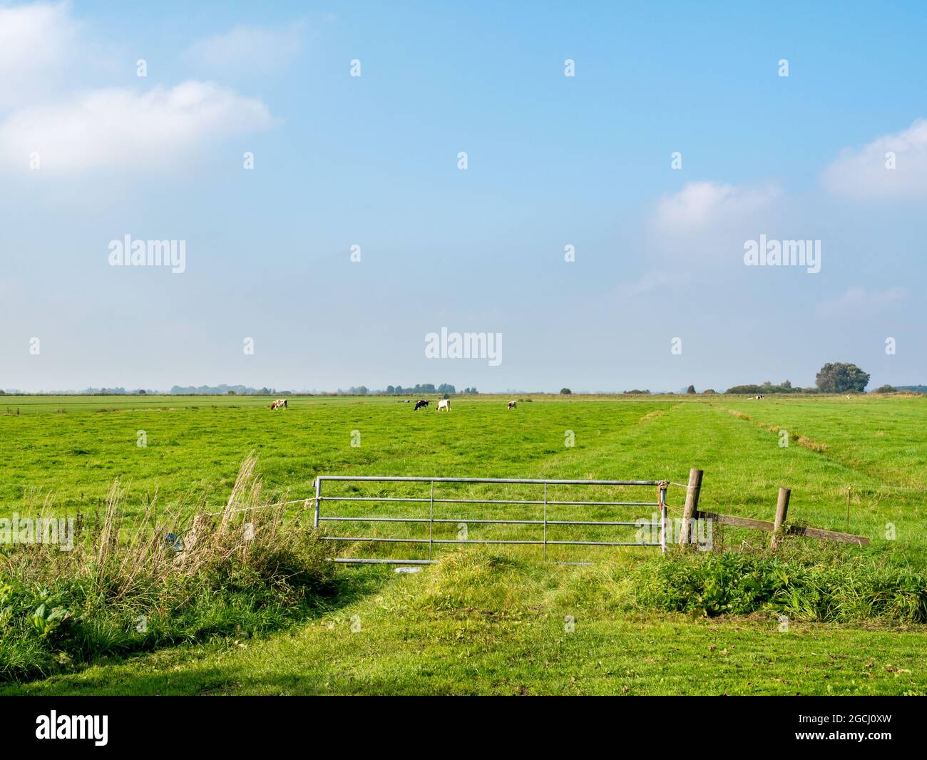 Friesland cattle hi-res stock photography and images - Alamy