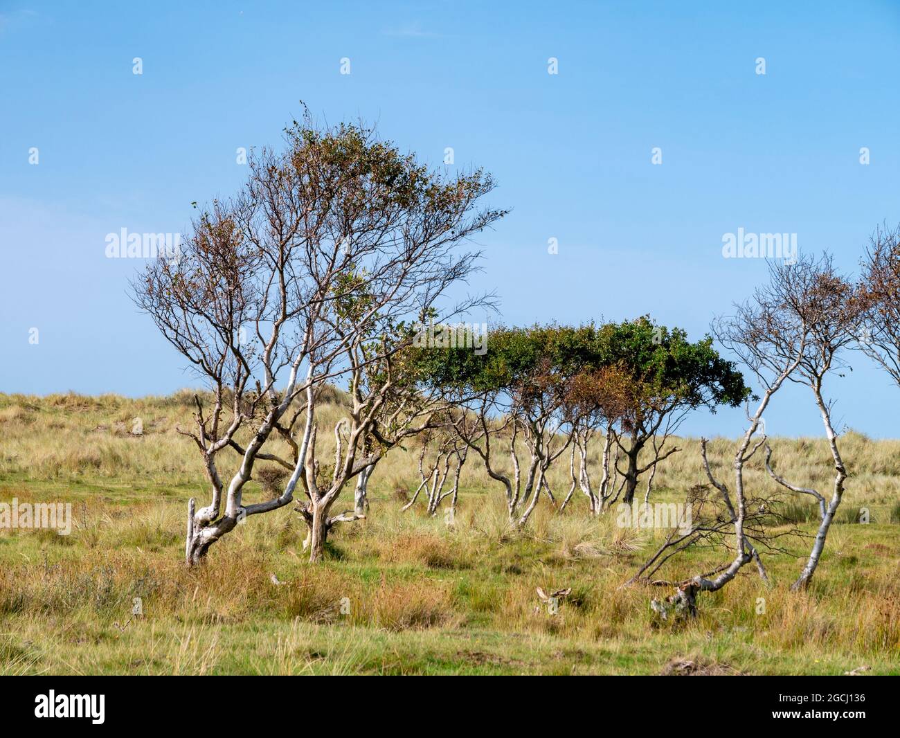 Vlieland nature reserve hi-res stock photography and images - Alamy