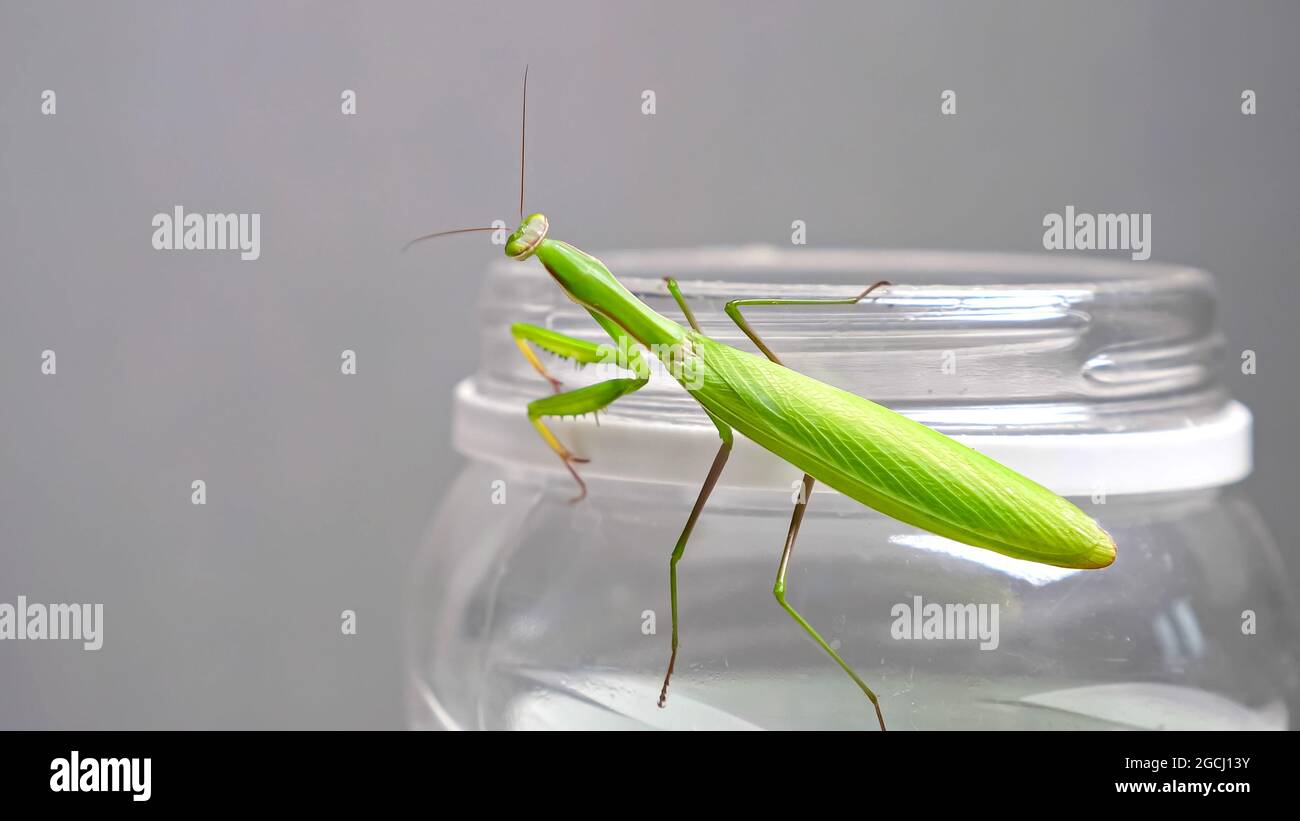 Green praying mantis sits on a bank in an apartment Stock Photo - Alamy