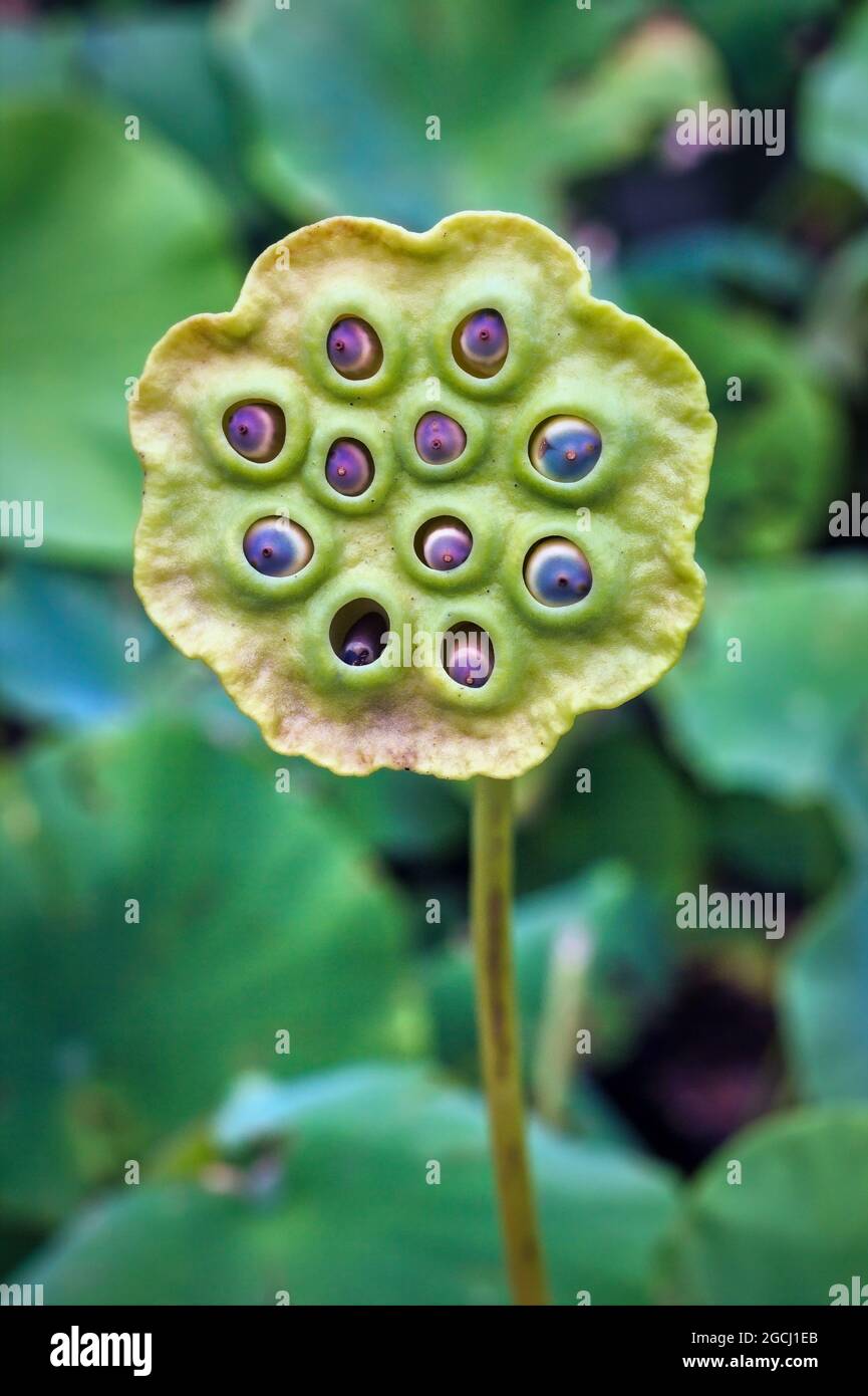 Lotus Pod Eye
