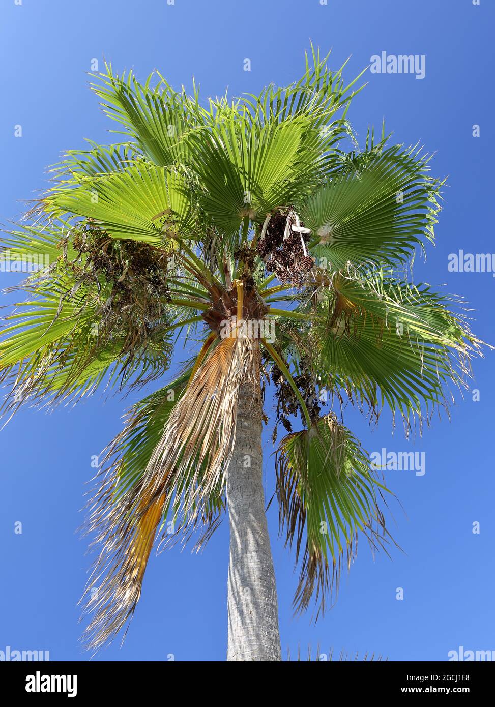 Plam tree against beautifully blue sky Stock Photo - Alamy