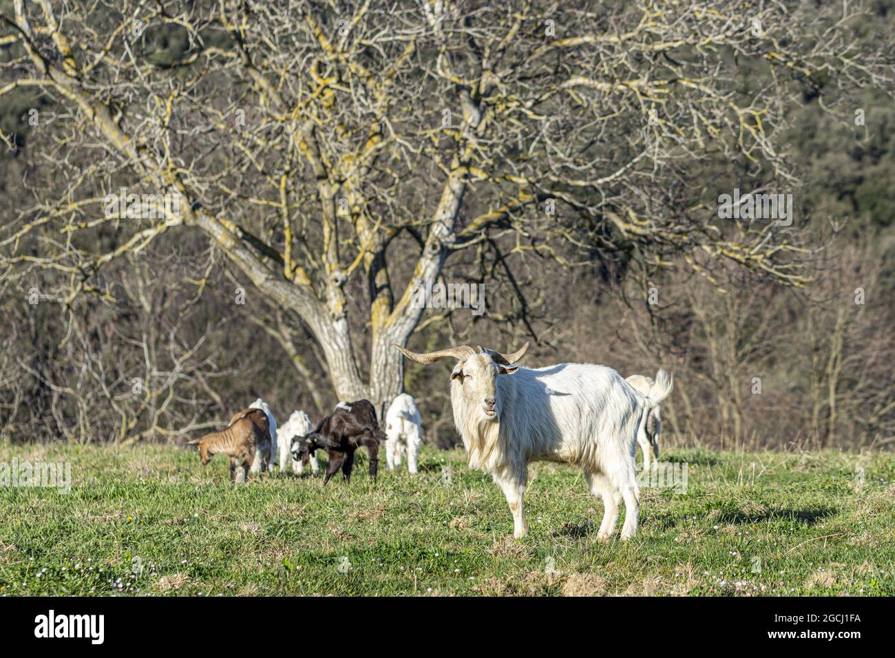 Herd of goats near an ancient leafless tree with a white bearded goat ...