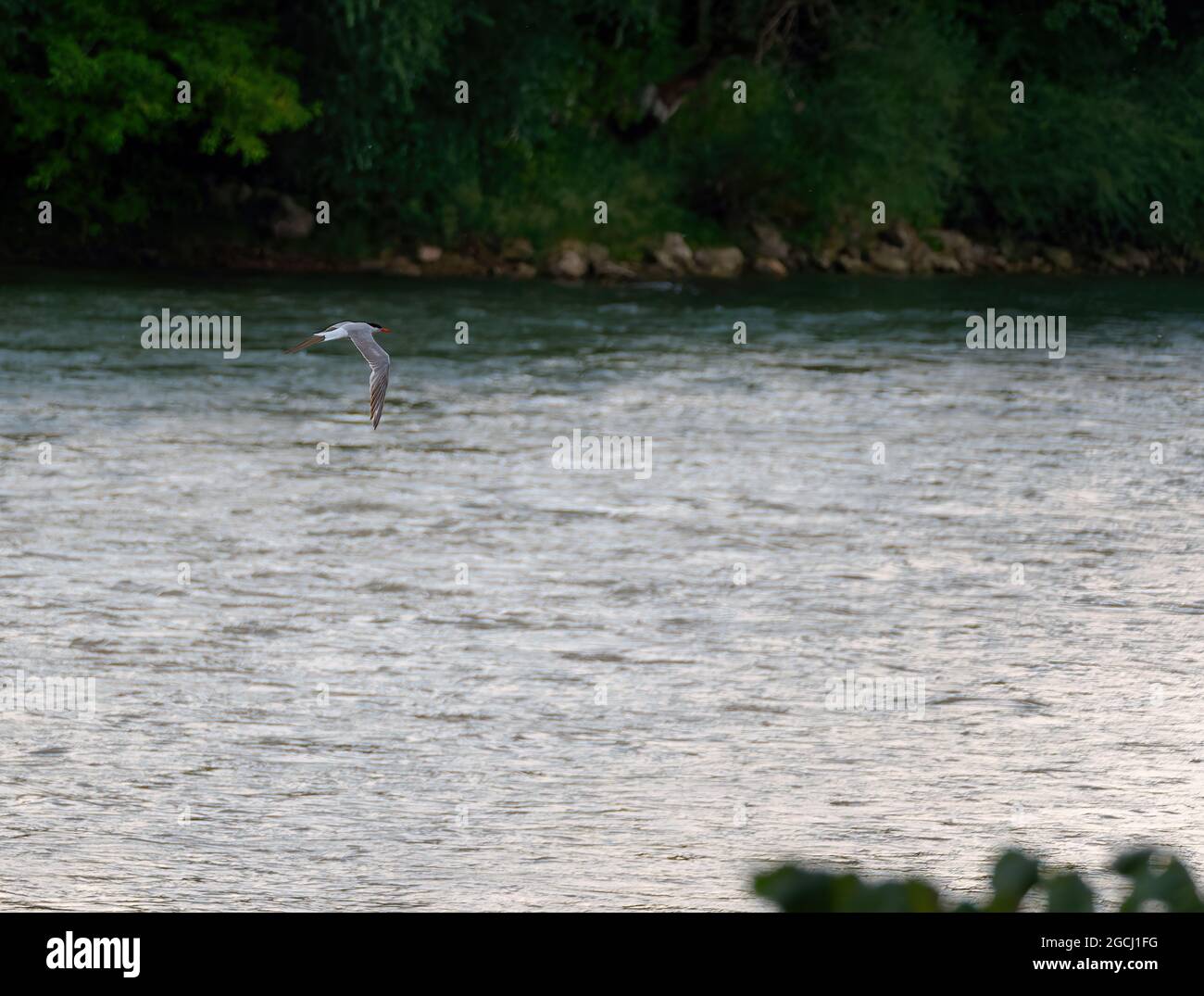 Seagull flying over the sea Stock Photo - Alamy