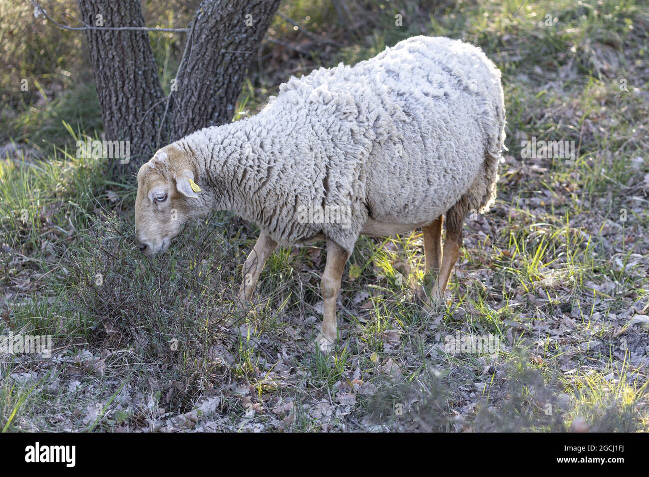 Ewe sheep grazing in the woods beside a young tree on a sunny day Stock ...
