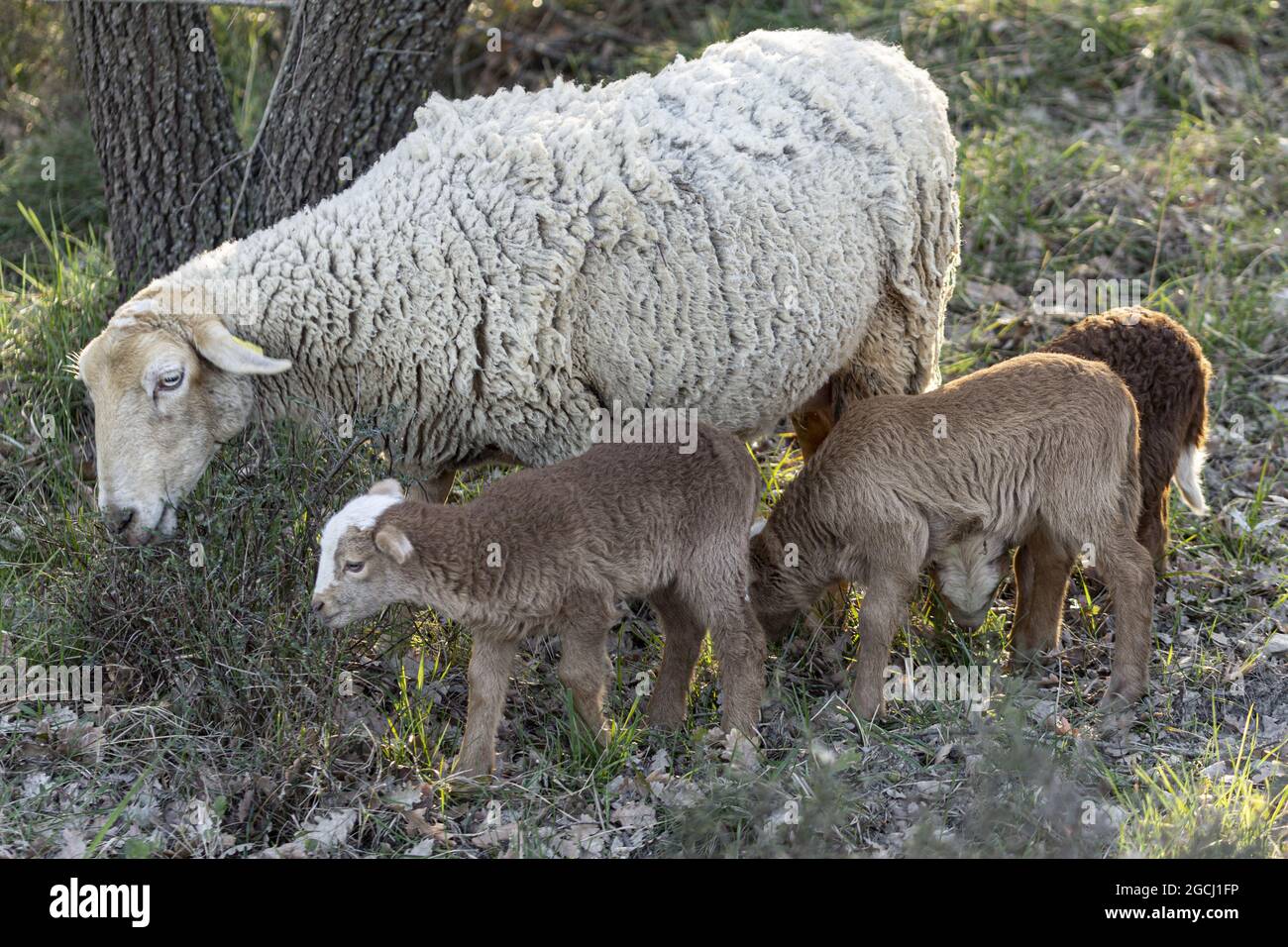 Mother sheep walking with her lambs through the woods cautiously Stock ...