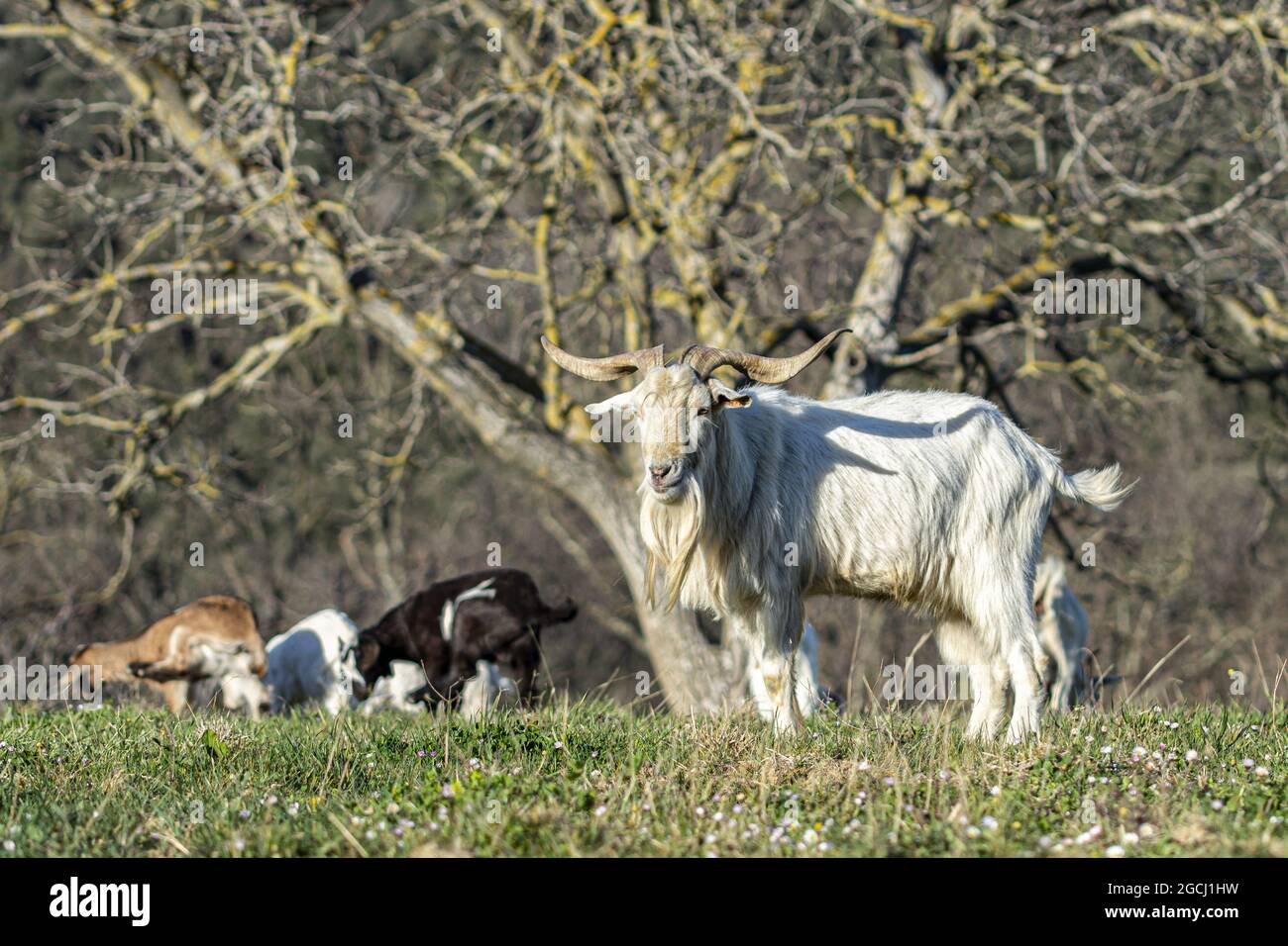 Wise goat with large curved horns and a long beard standing in front of ...