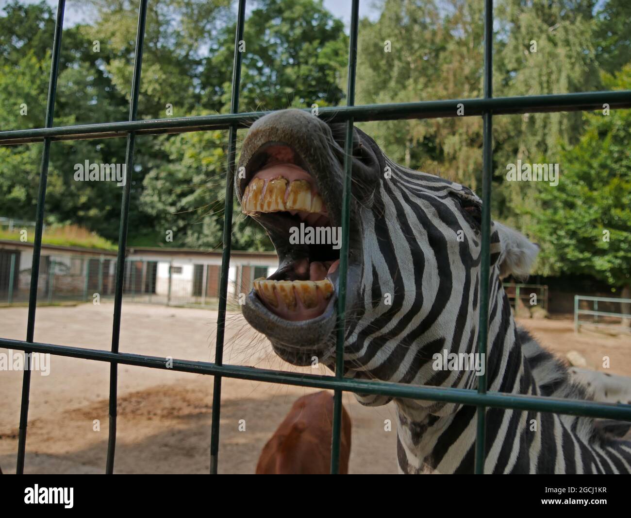 Hungry zebra in the zoo showing its teeth Stock Photo - Alamy