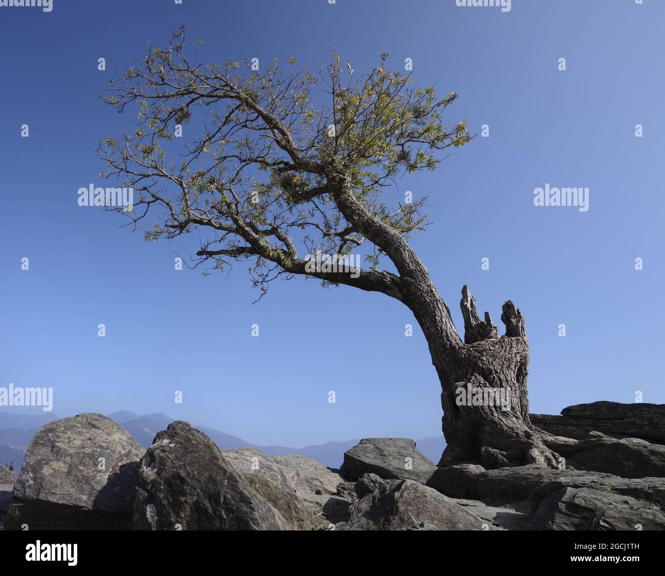 Half-dead tree on a rocky mountain Stock Photo - Alamy