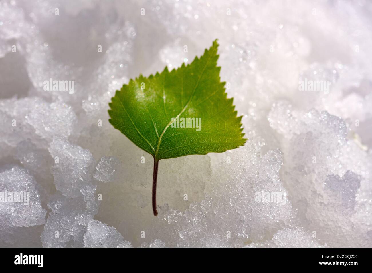 Flower or young green leaf appeared in cold snow. World of wonder ...