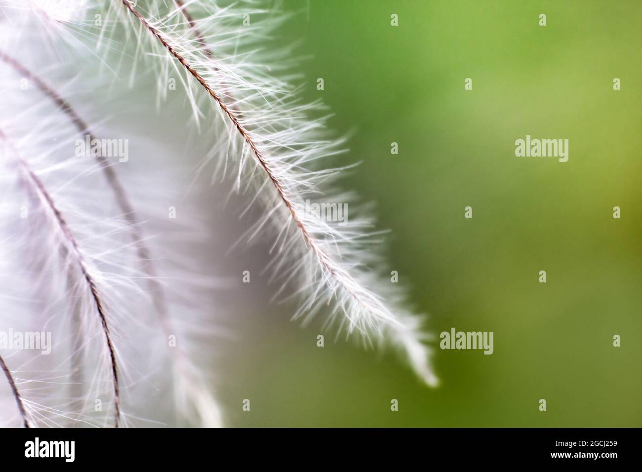 Pappus (fruits) plants look like delicate feathers, like Scorzonera ...