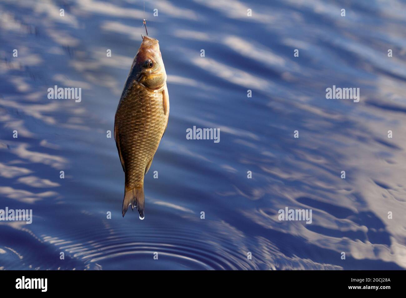 Fishing for carp on a cork float rod. The Northern reservoir and ...