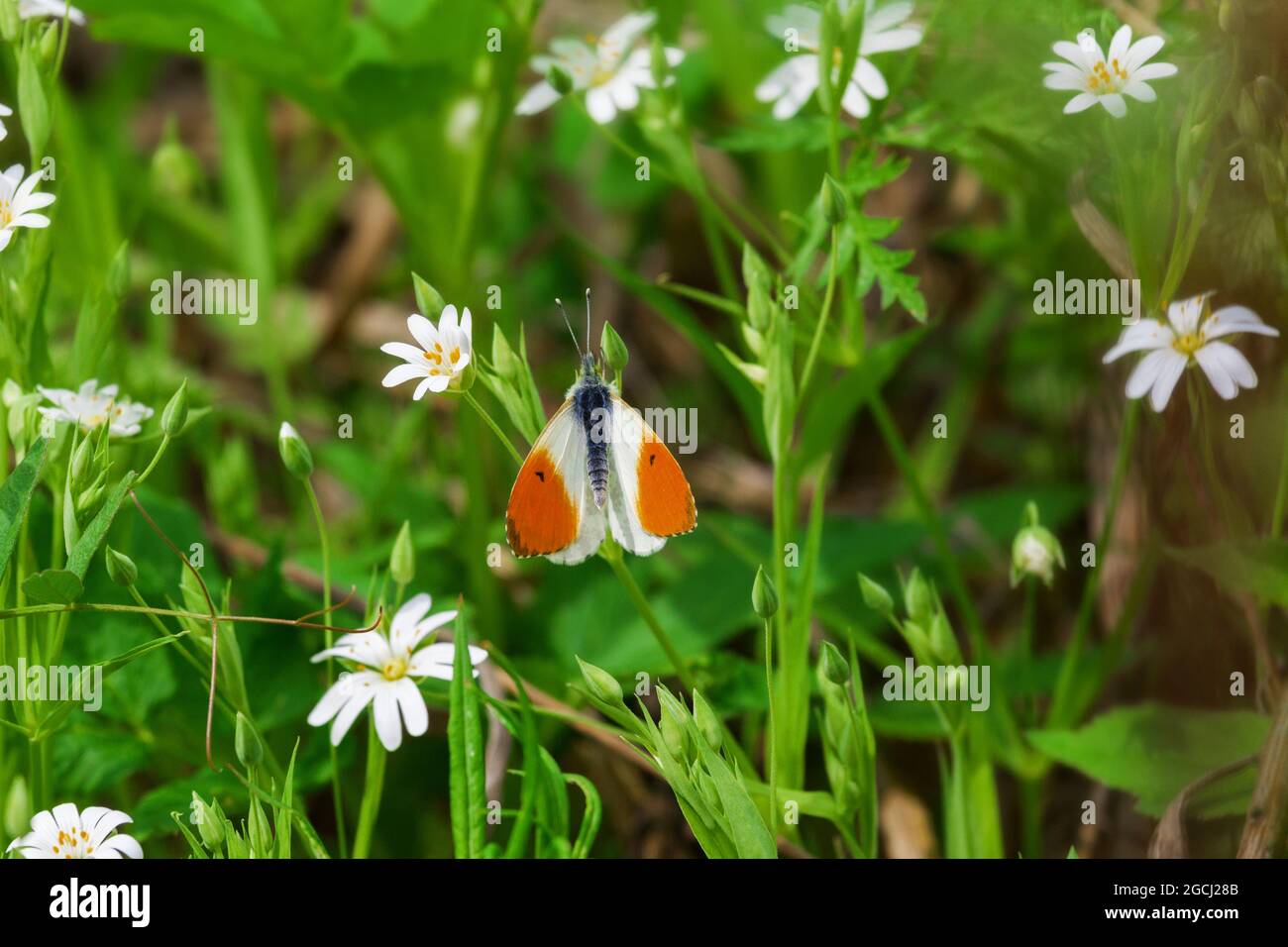 Bell moth hi-res stock photography and images - Alamy