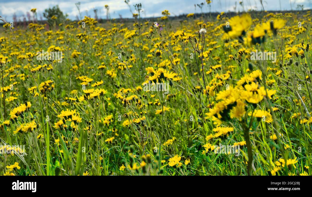 Abandoned fields (long term fallow) are heavily overgrown with weeds ...