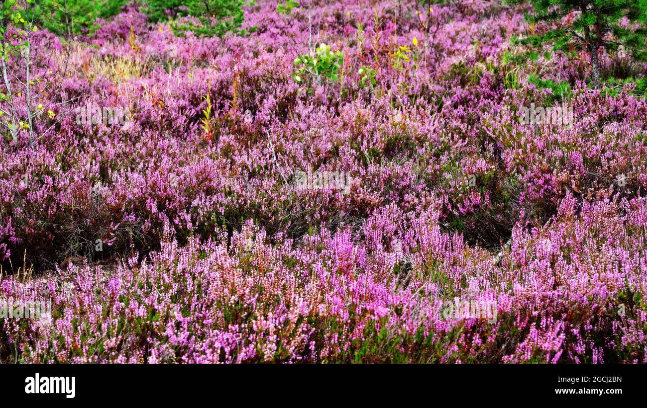 Dry idle land and mass flowering of pink Heather. Common Heather, Erica ...