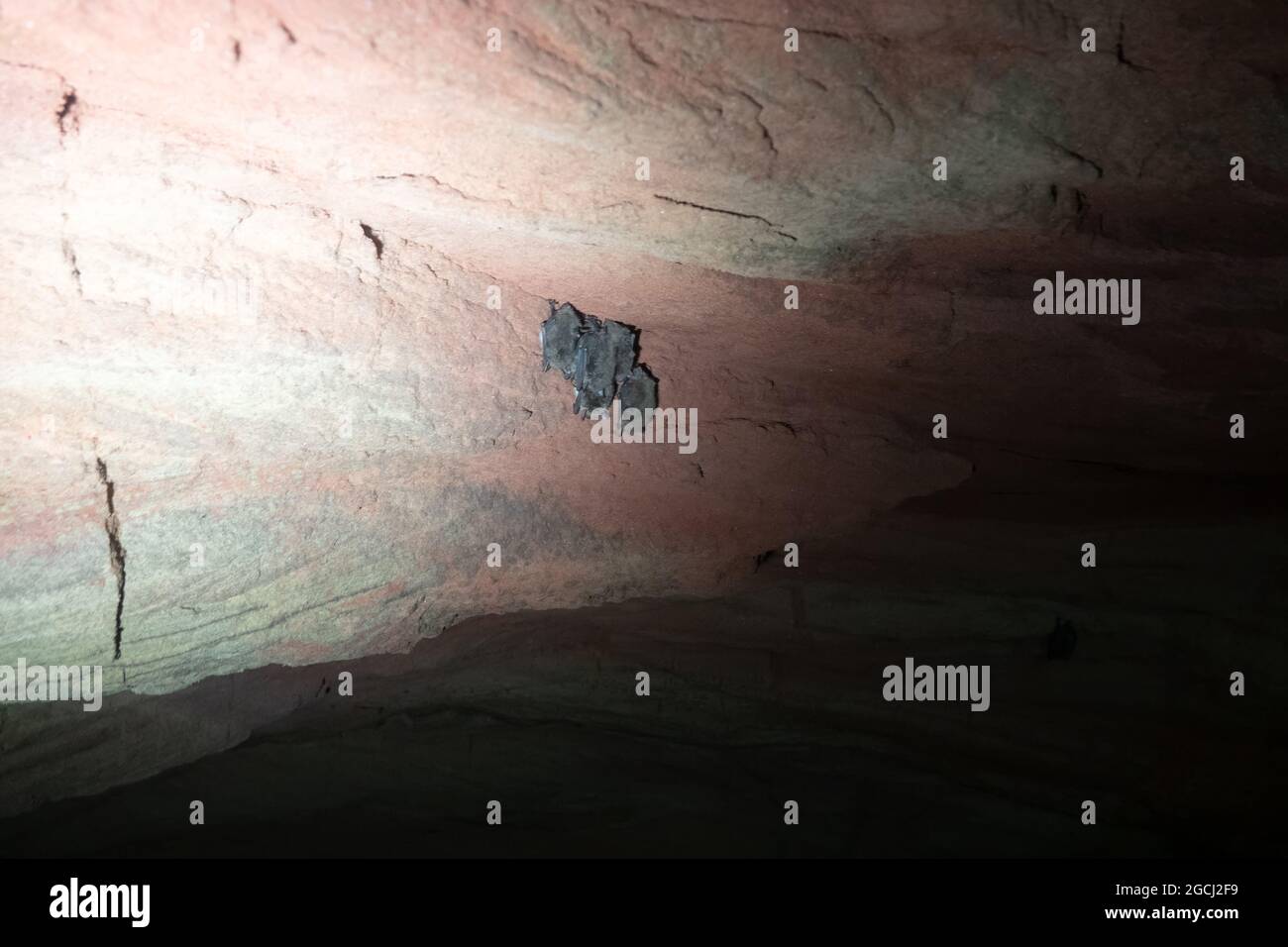 Wintering (hibernation) of bats in quarries of north-eastern Europe ...