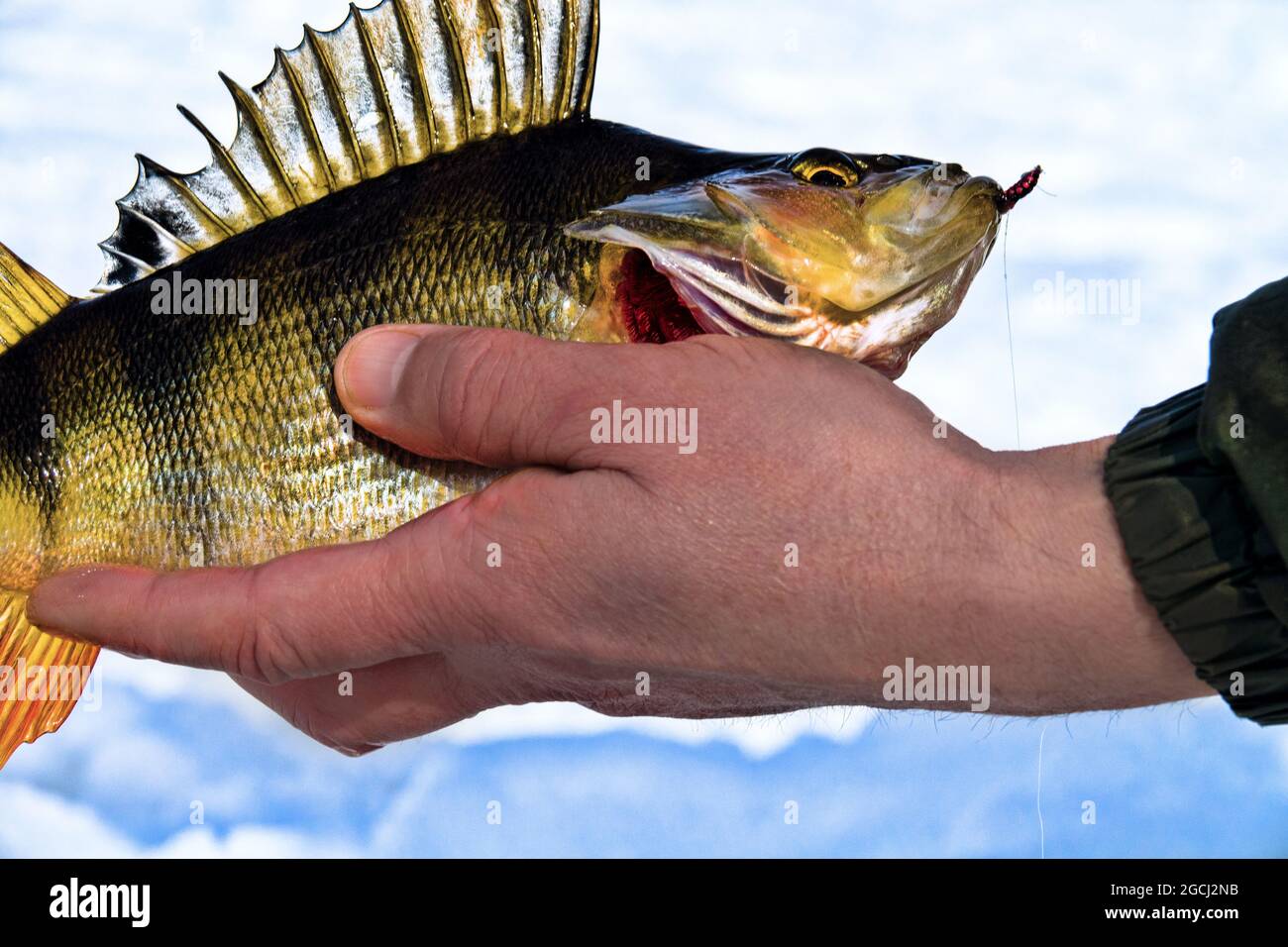 Successful ice fishing. Large trophy, river perch caught in the spring ...