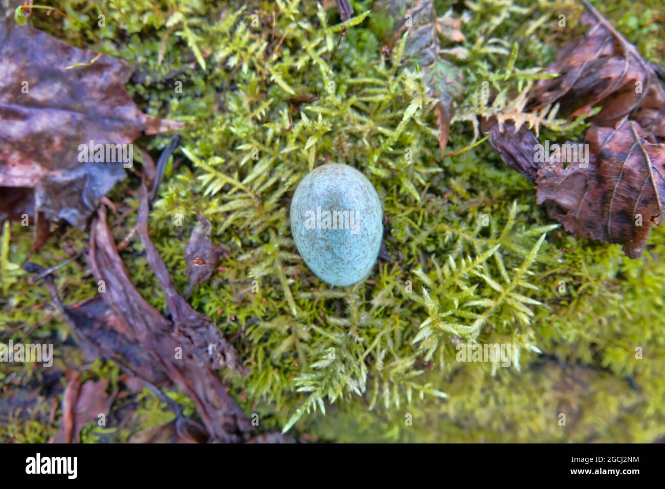 Egg from open nest of Blackbird (Turdus merula), brown spots on the ...