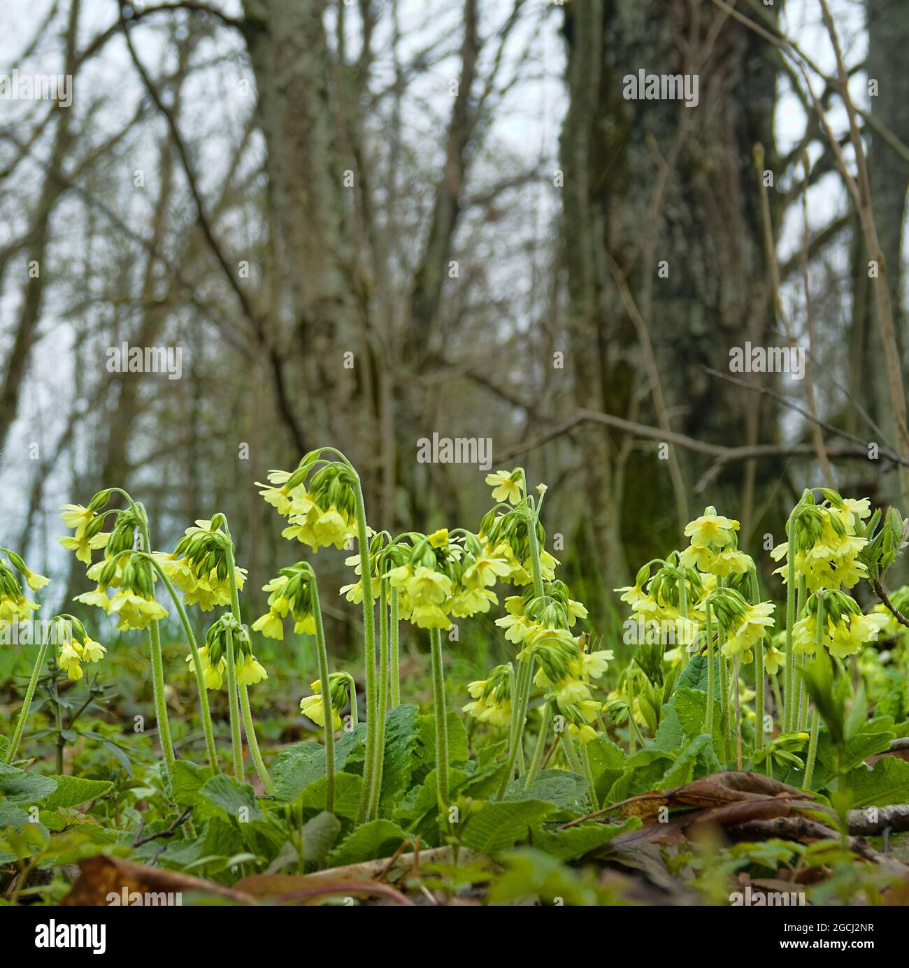 Early bloomers (primroses) of northern European forests. Cowslip paigle ...