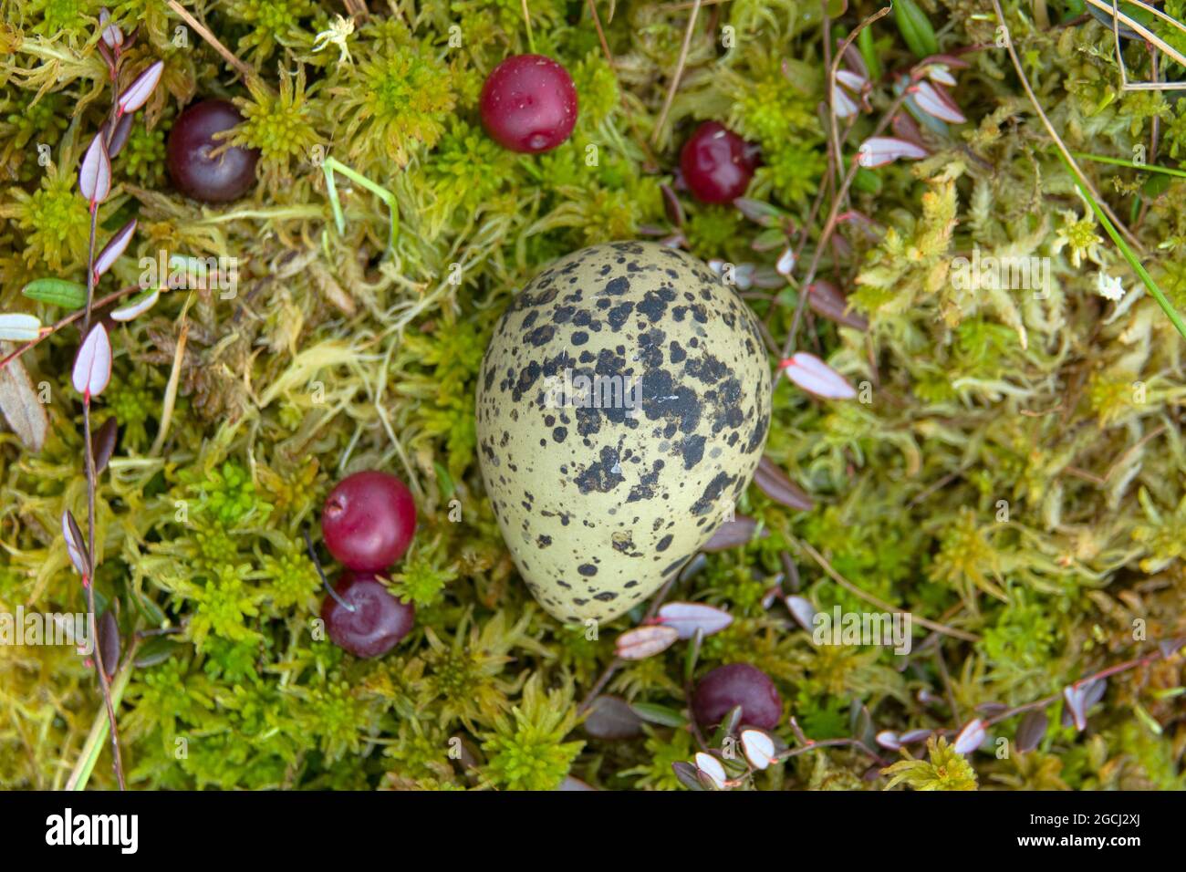 Nest (eggs) of Black-tailed godwit (Limosa limosa) on mesotrophic bog ...