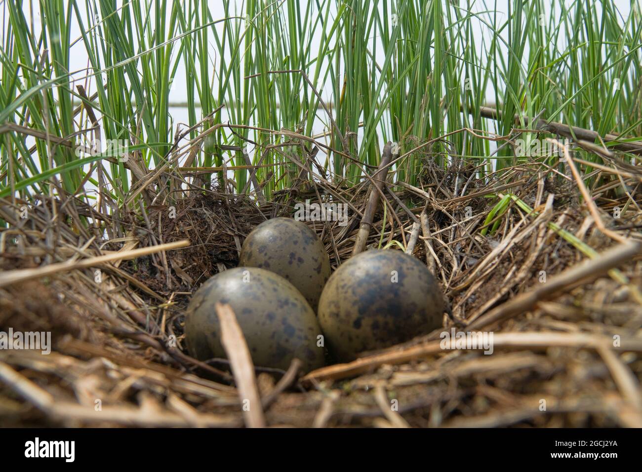 Common gull (Larus canus) nests on separate sedge hummocks in the ...