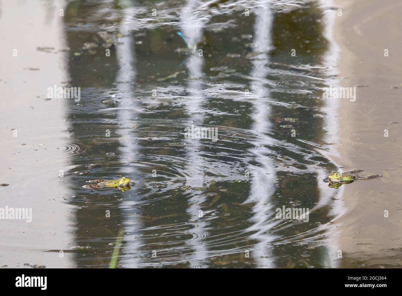 Pair of frogs in the water with reflection of window Stock Photo - Alamy