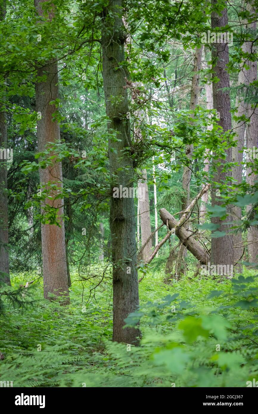 Forest near the Germany town of Holzwickede Stock Photo - Alamy