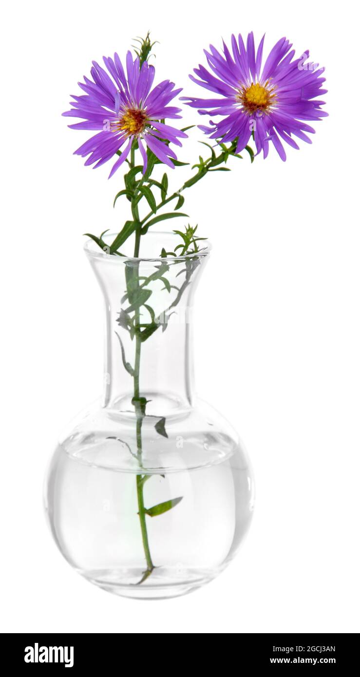 Flowers in test-tube isolated on white Stock Photo - Alamy