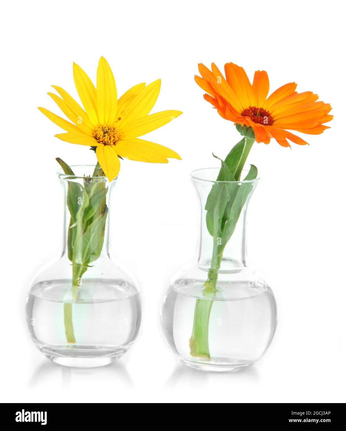 Flowers in test-tubes isolated on white Stock Photo - Alamy