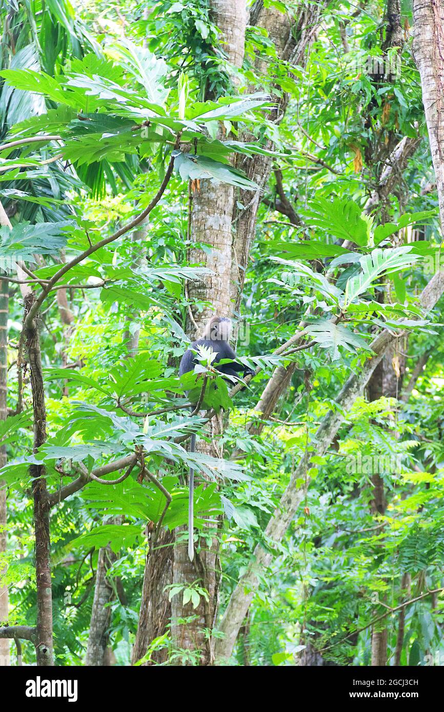 Purple-faced langur (Trachypithecus vetulus) is endemic to Sri Lanka at ...