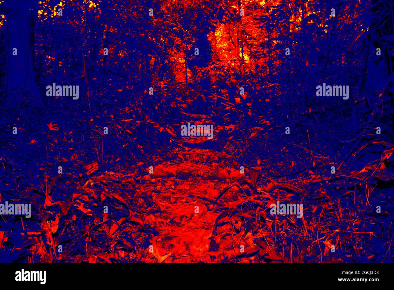 National park. Thermal imager used. Mysterious and frightening jungle ...