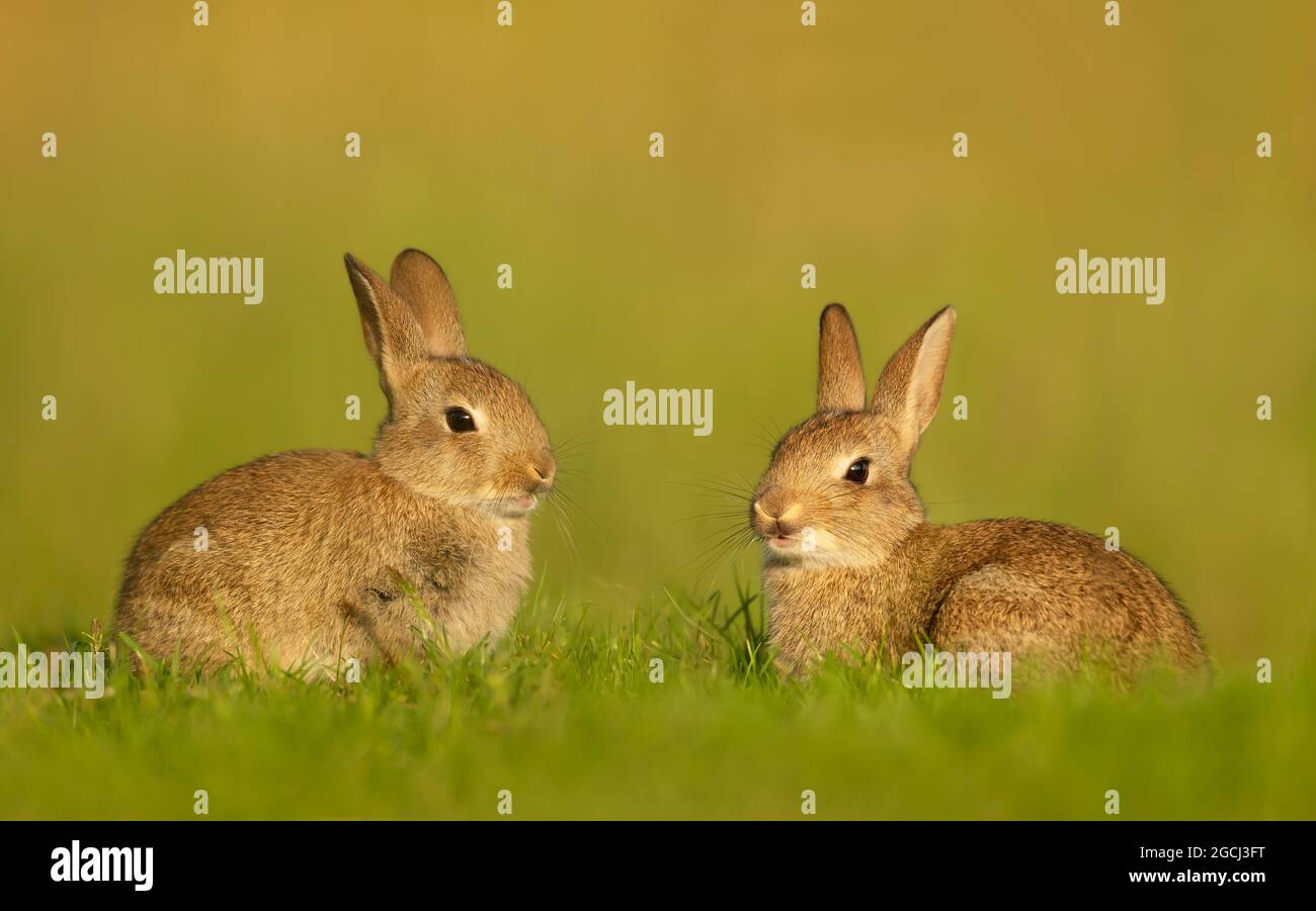Two young rabbits oryctolagus cuniculus hi-res stock photography and ...