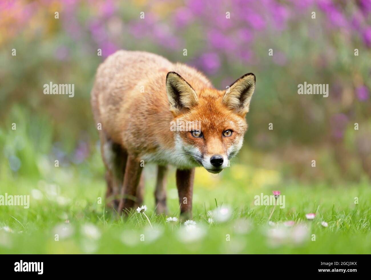 Close up of a red fox (Vulpes vulpes) against colorful background in ...